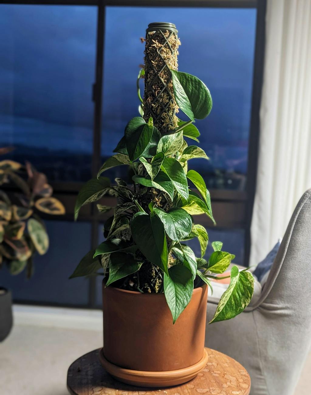 How to hydrate your moss pole – Mythos3Design