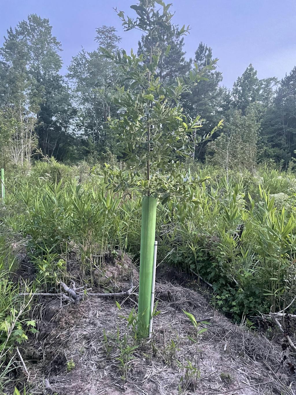 Overcup Oak Seedlings for Sale (Quercus lyrata) – Nativ Nurseries