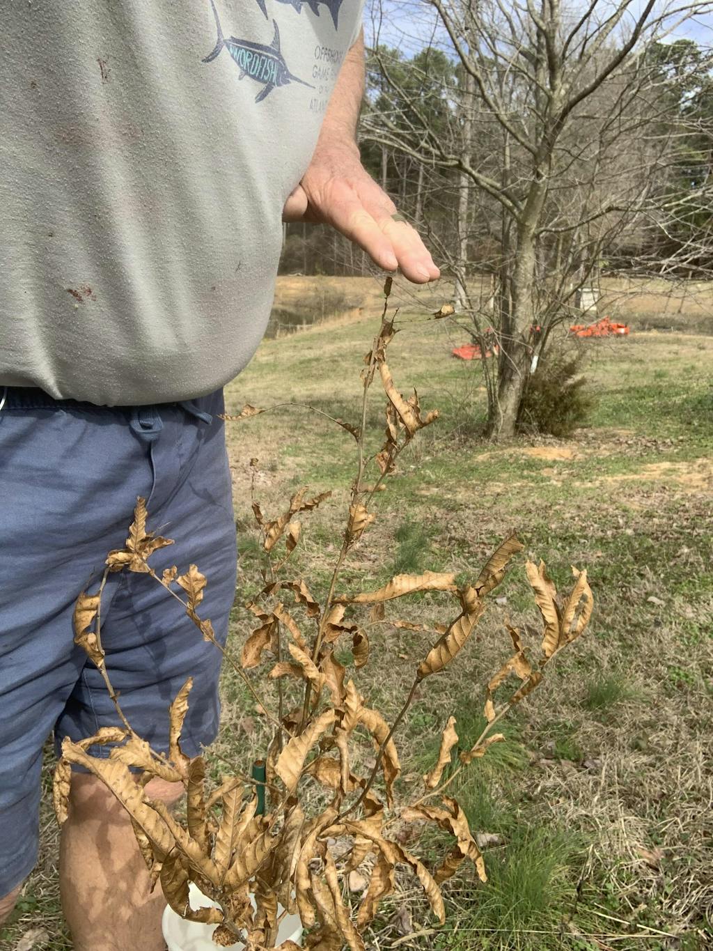 Sawtooth Oak Seedling for Sale (Quercus accutisima) – Nativ Nurseries