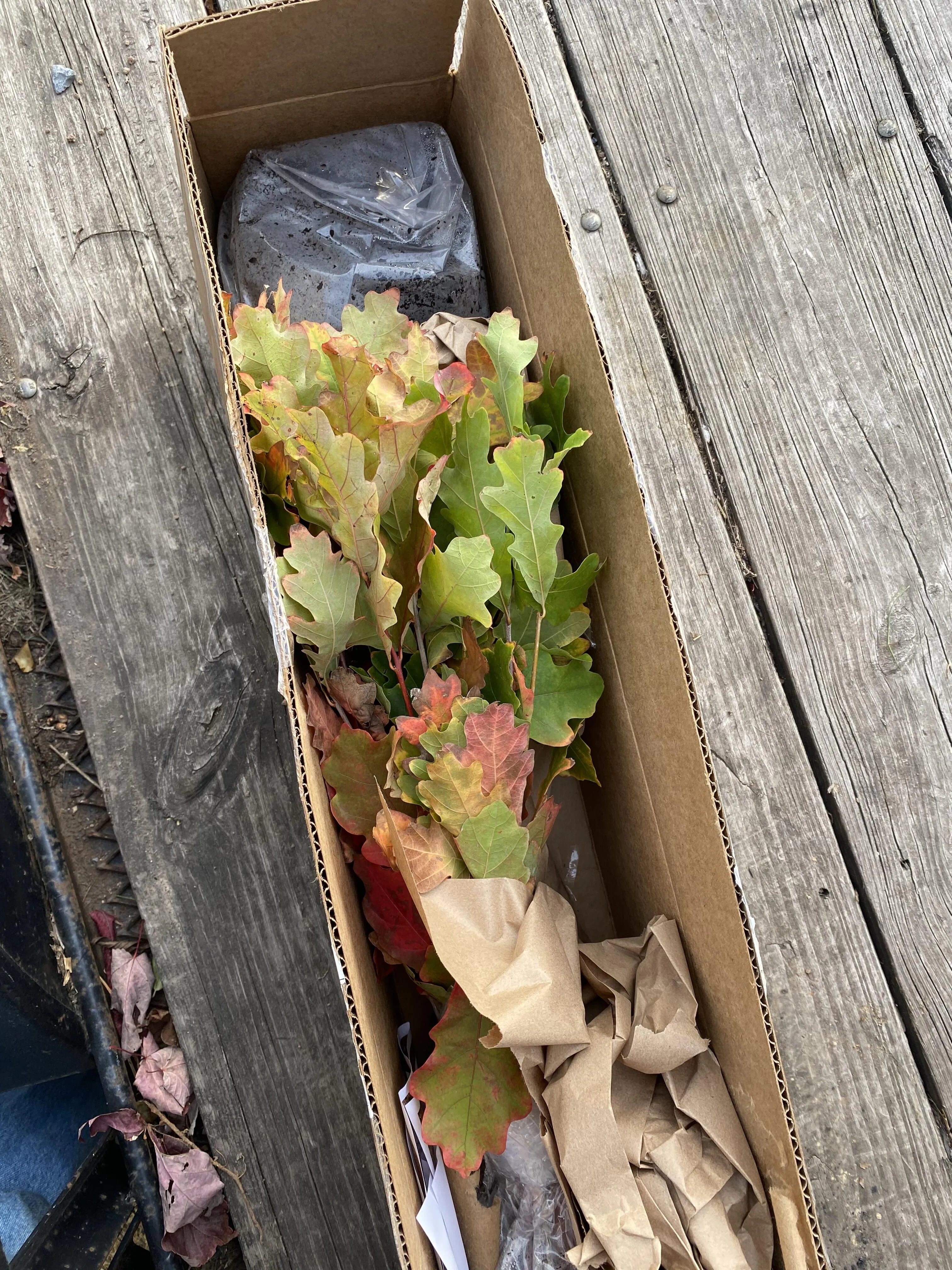 White Oak Tree Seedlings for Sale (Quercus Alba) – Nativ Nurseries
