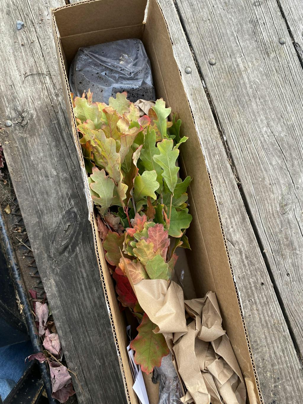 White Oak Tree Seedlings for Sale (Quercus Alba) – Nativ Nurseries