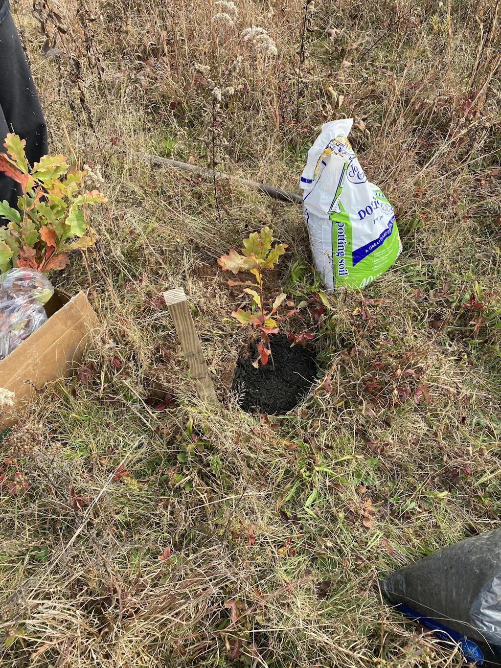 White Oak Tree Seedlings for Sale (Quercus Alba) – Nativ Nurseries