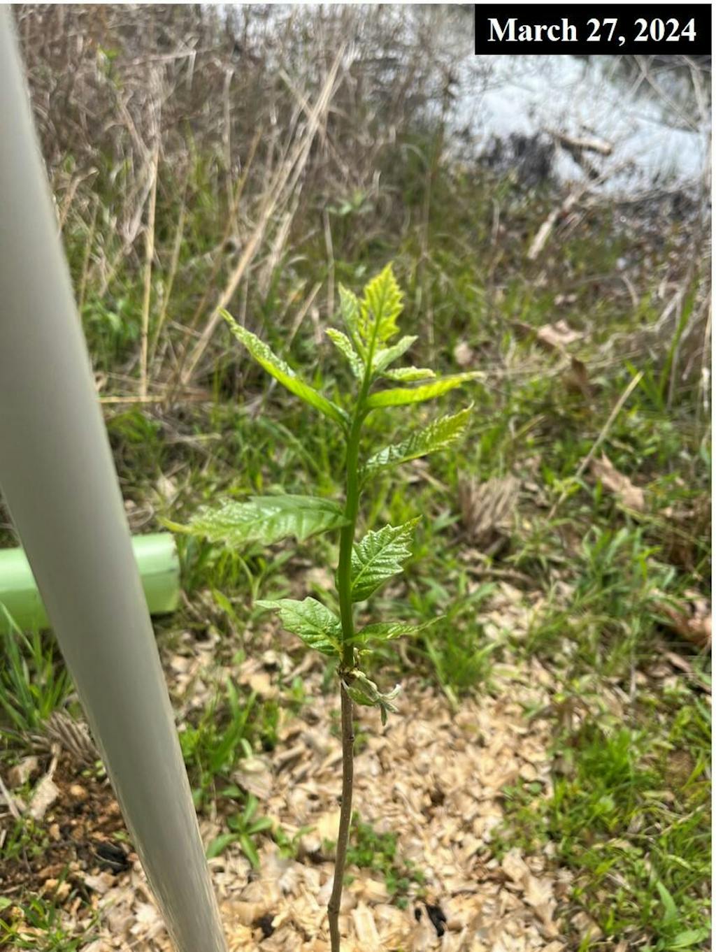 Swamp White Oak Tree Seedlings for Sale (Quercus bicolor) – Nativ Nurseries