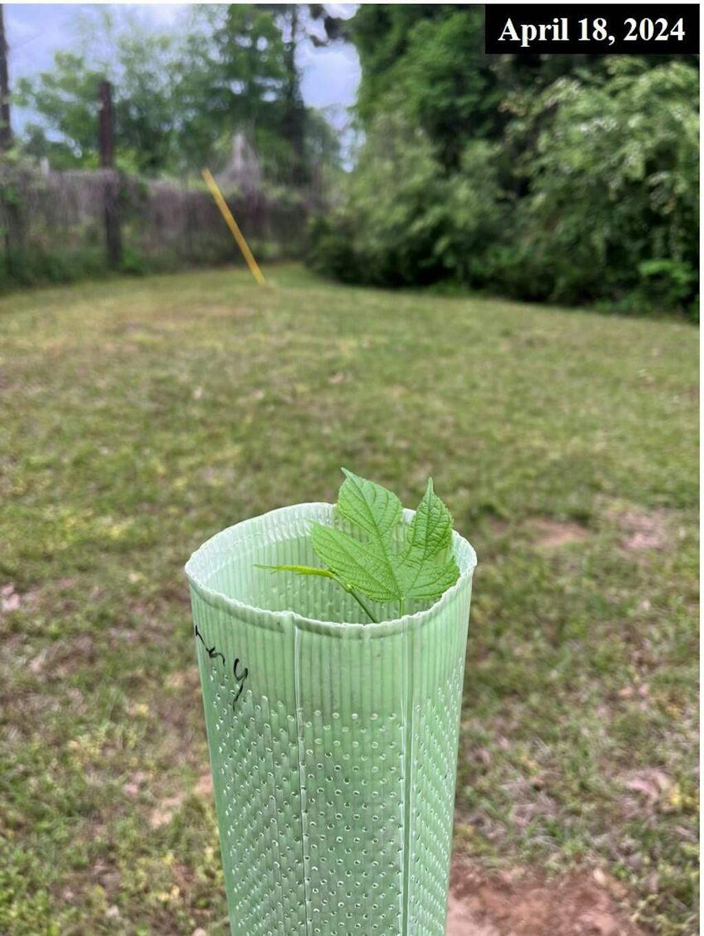 Red Mulberry Tree Seedlings for Sale (Morus rubra) – Nativ Nurseries