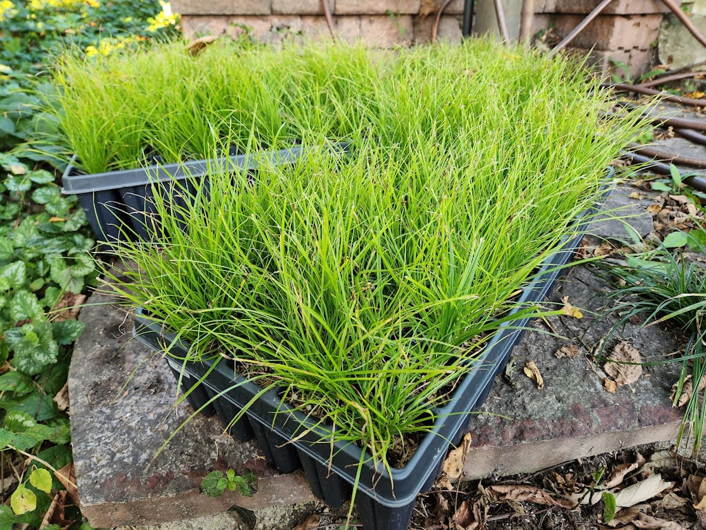 Carex rosea (Curly-styled Wood Sedge) Natural Communities LLC