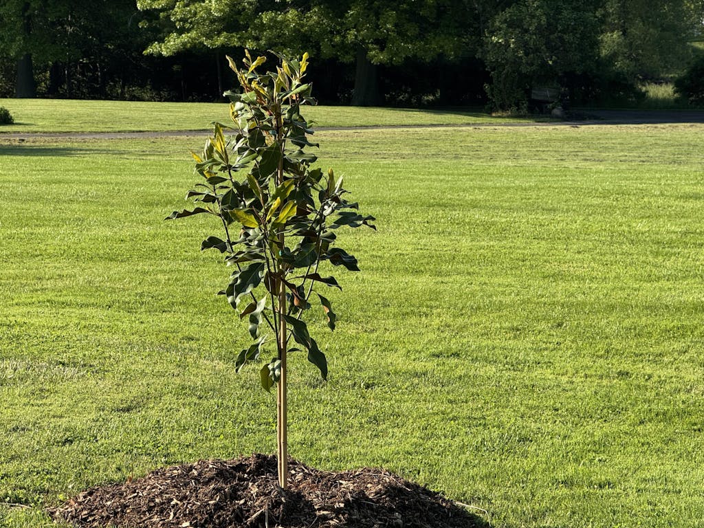 Kay Parris Magnolia Tree | Buy at NatureHills.com