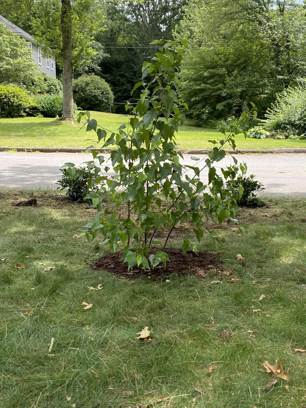 Whitespire Birch Tree | Buy at Nature Hills Nursery