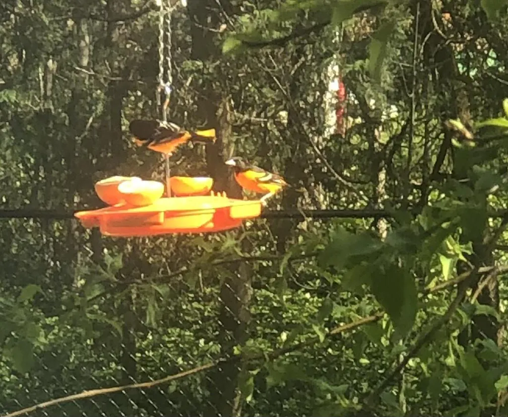 Ultimate Oriole Feeder - Holds Oranges Jelly and Nectar — Nature Niche