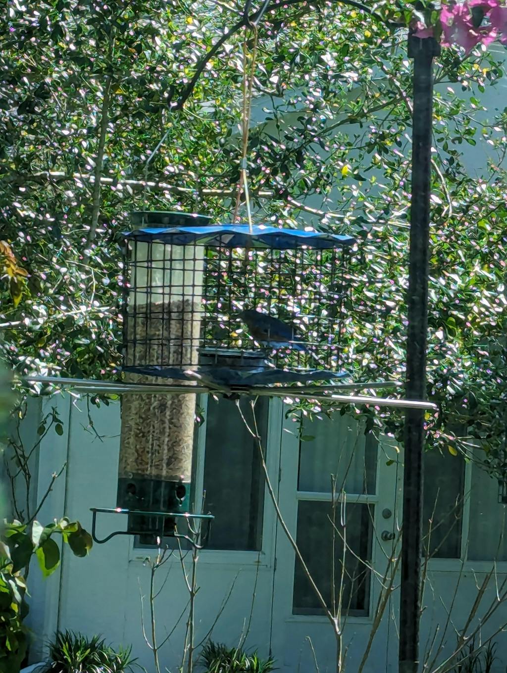 Barrier Guard Bluebird Feeder with Perch - Blue — Nature Niche