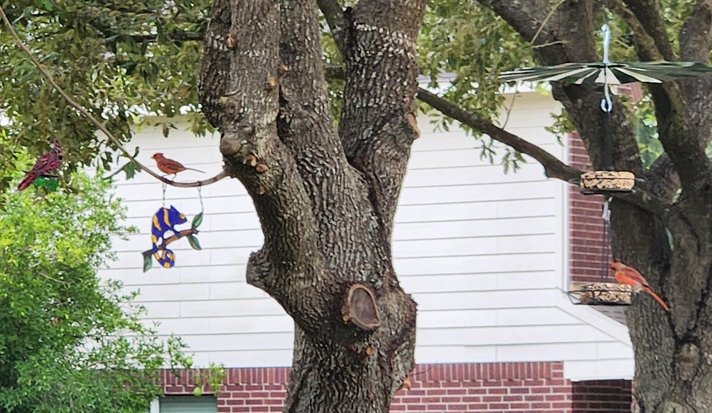 Hanging Disk Squirrel Baffle - Green - Made in the USA — Nature Niche