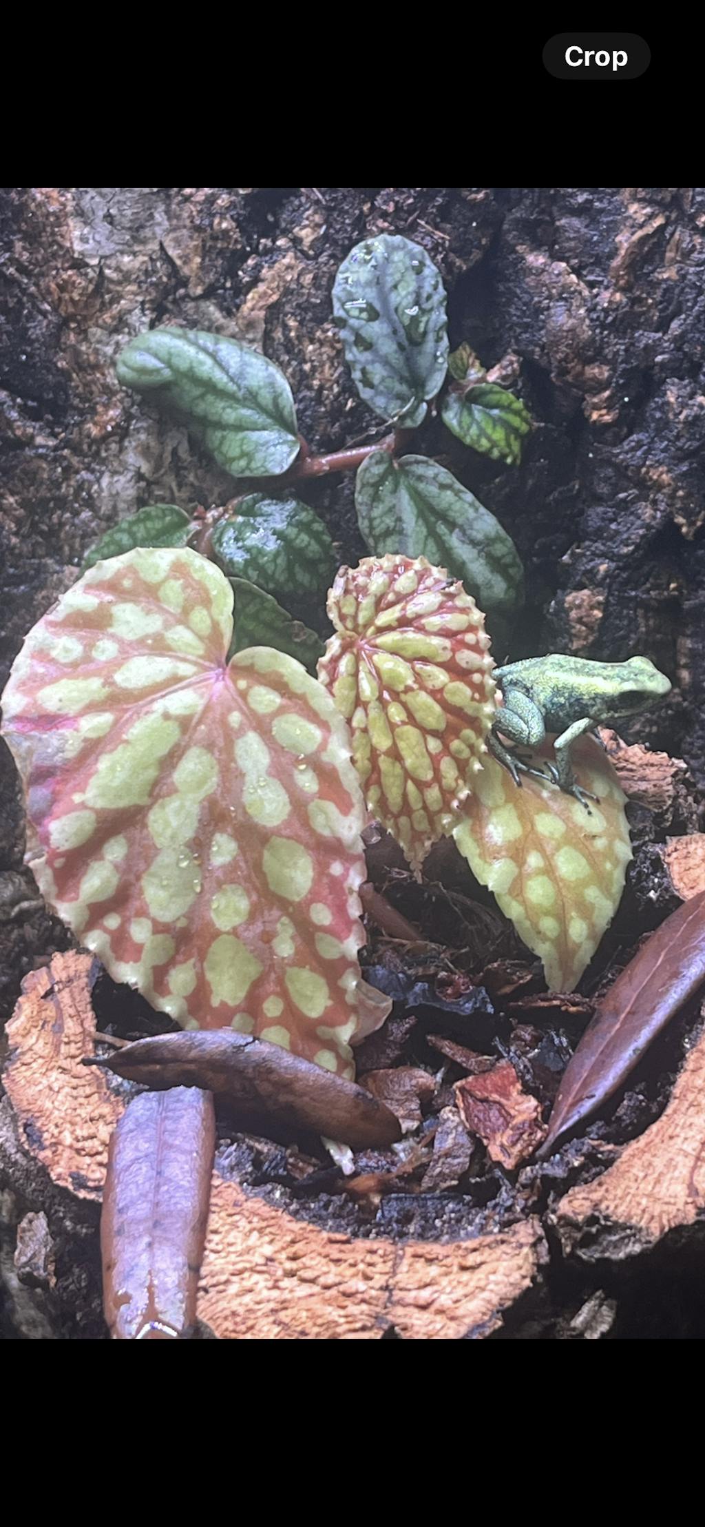 Epipedobates anthonyi “Santa Isabel” – NCDartFrogs