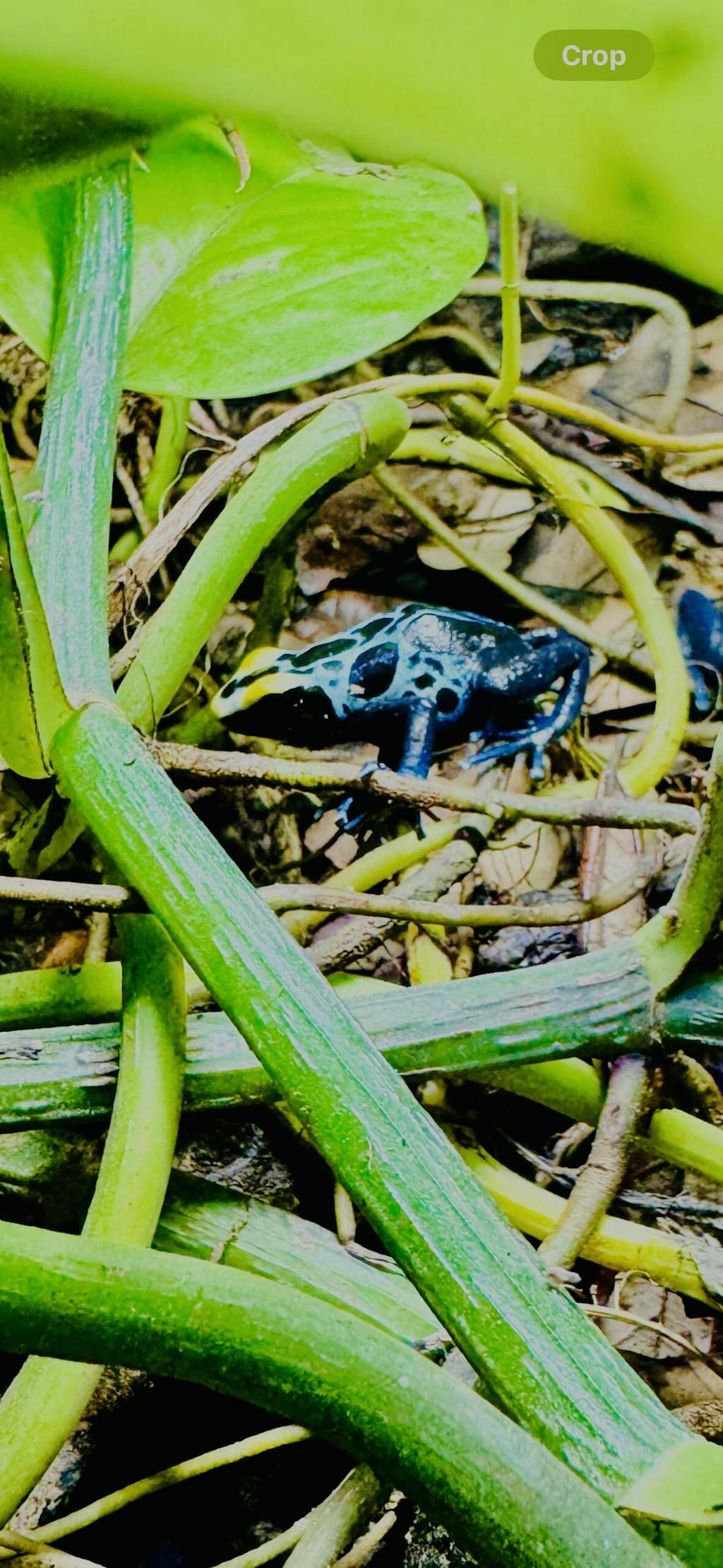 Dendrobates tinctorius “Robertus” – NCDartFrogs