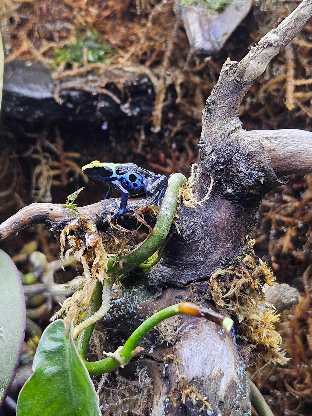 Dendrobates tinctorius “Robertus” – NCDartFrogs