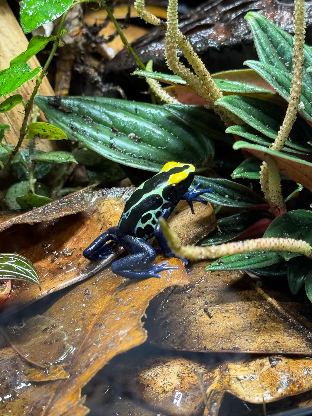 Dendrobates tinctorius “Robertus” – NCDartFrogs