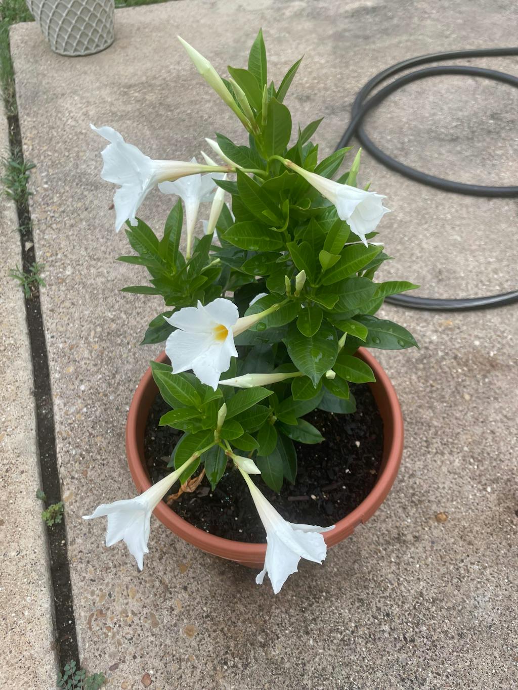 ColorStar - Nelson Plant Food