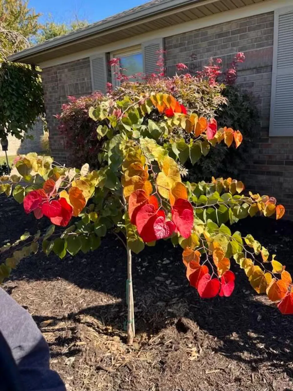 Hearts A'fire Redbud – New Blooms Nursery