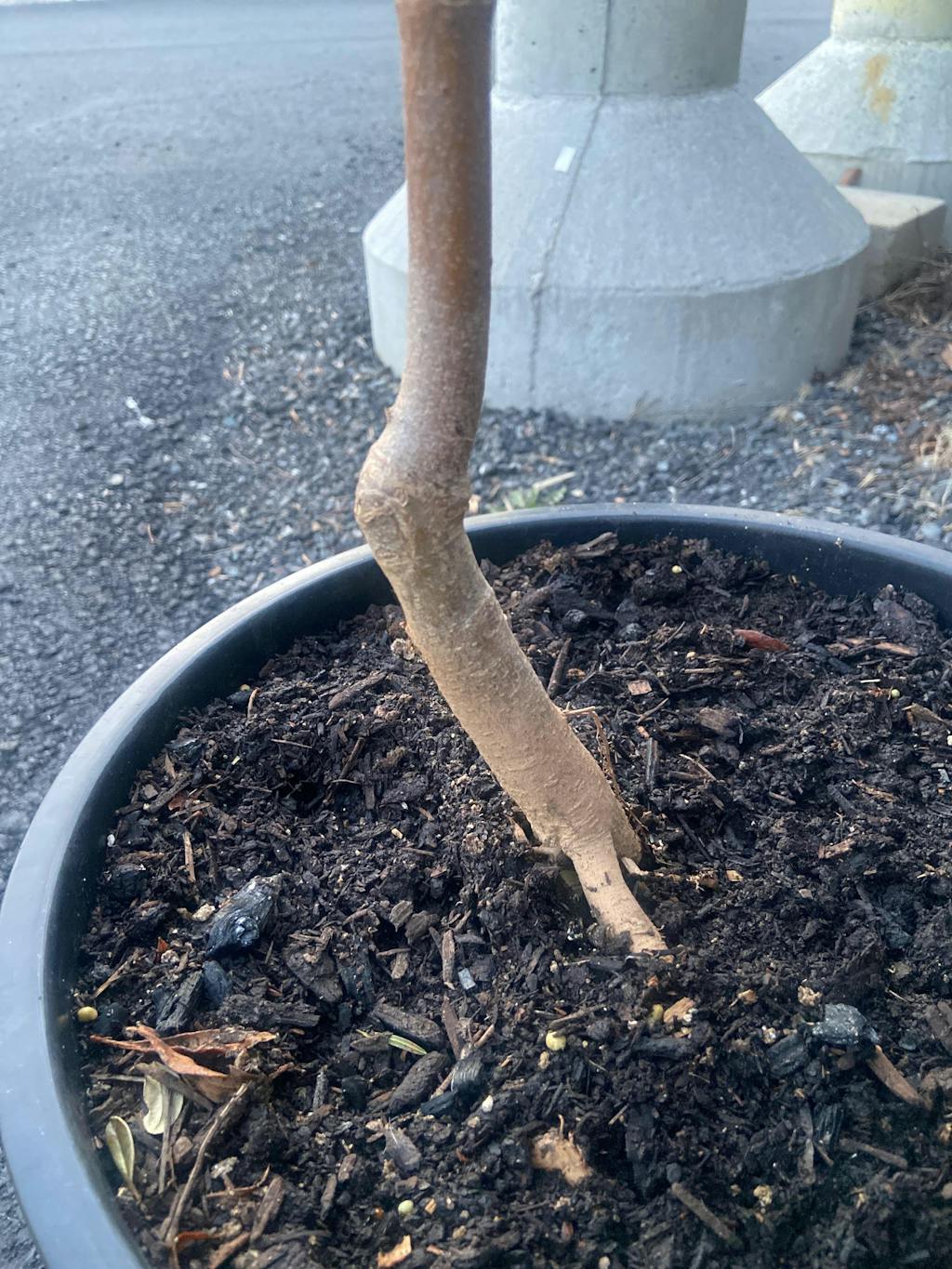 Cherokee Sunset Flowering Dogwood – New Blooms Nursery