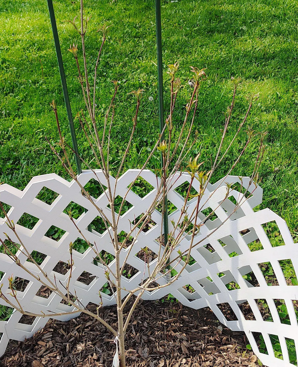 Hyperion® Dogwood – New Blooms Nursery