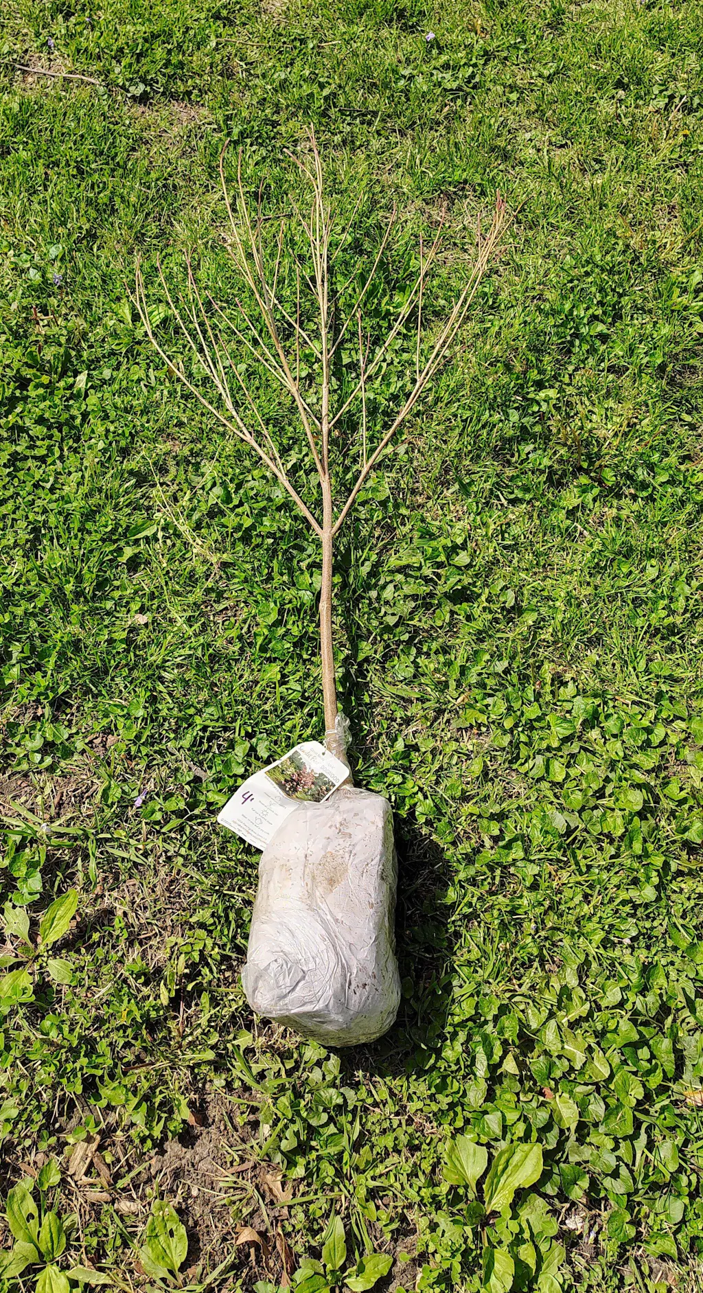 Celestial Shadow Dogwood – New Blooms Nursery