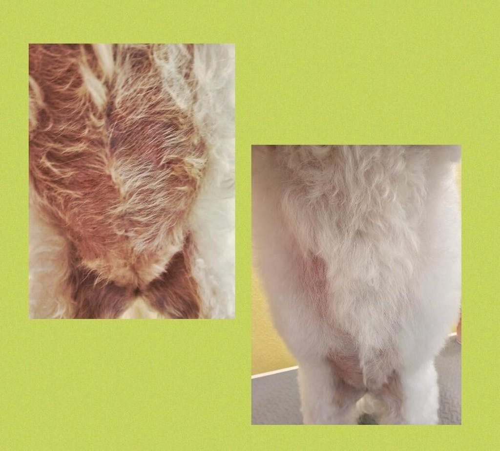 Silvet Wound Spray – Nexderma