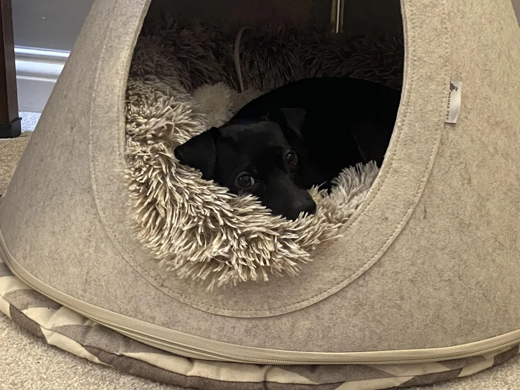 Nooee Pet Cave Buddy (L) – Cream | Stylish & Cozy Dog Bed for Small Dogs
