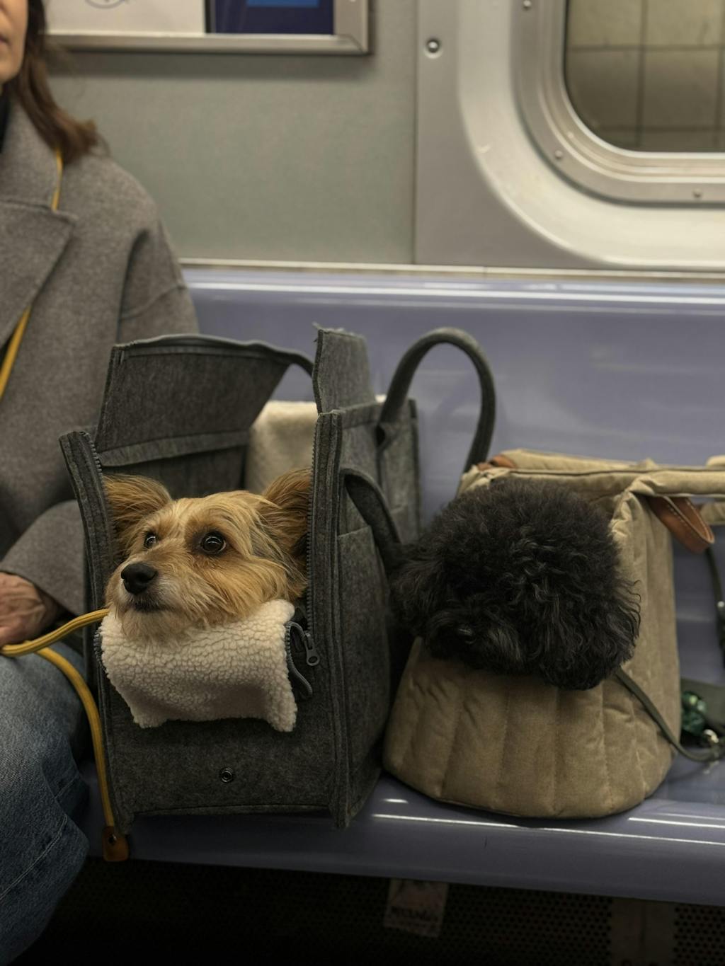 Nooee Pet Stella Dog Carrier – Lightweight Gray Travel Bag for Pets up ...