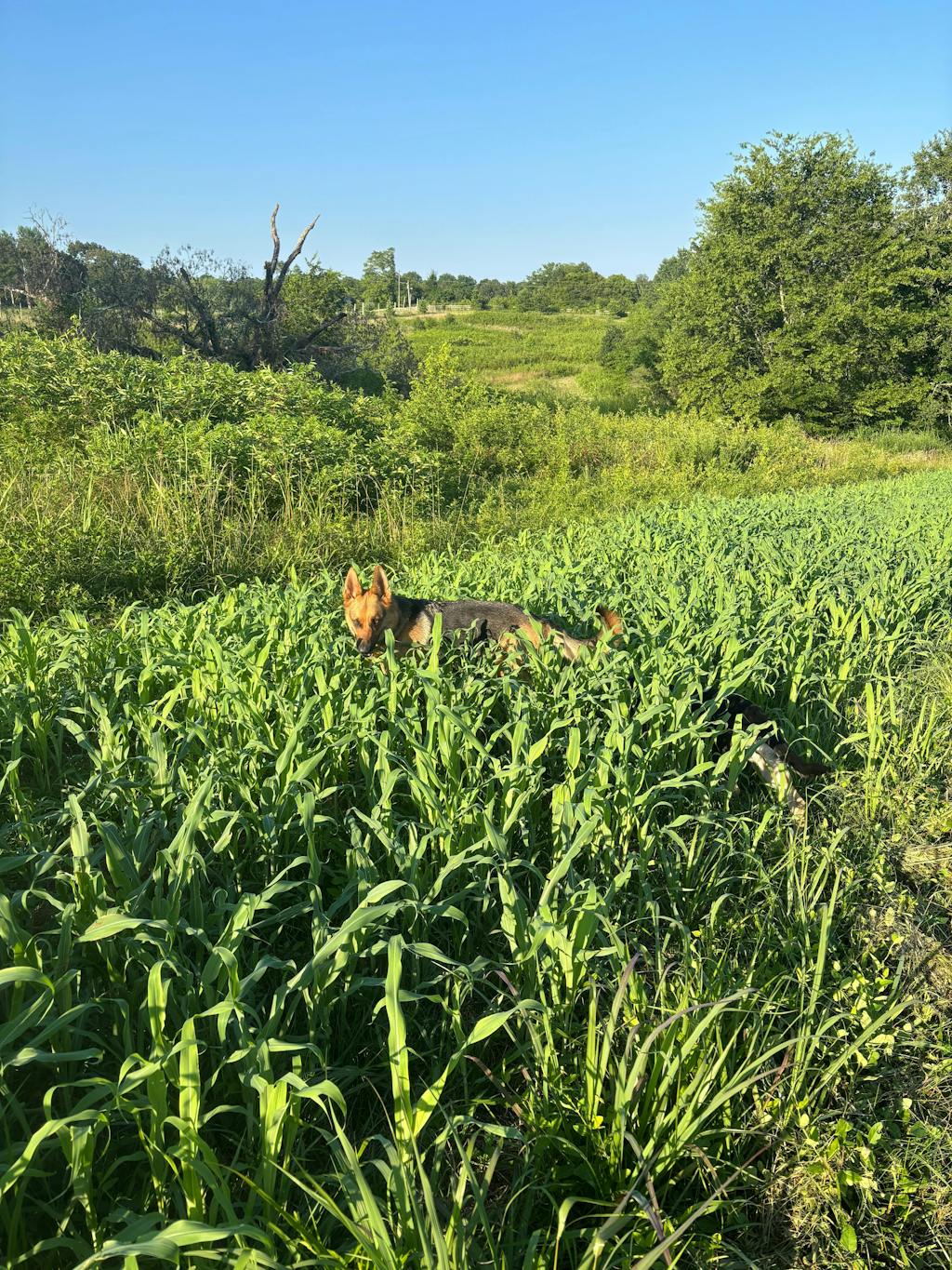 HEAVY DUTY FOOD PLOT SCREEN- 4 pound bag – Northwoods Whitetails Food ...