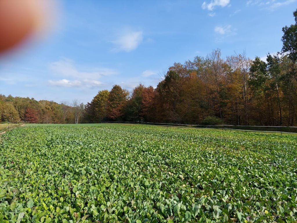 Rye Grain / Cereal Rye- 50 pound bag – Northwoods Whitetails Food Plot Seed