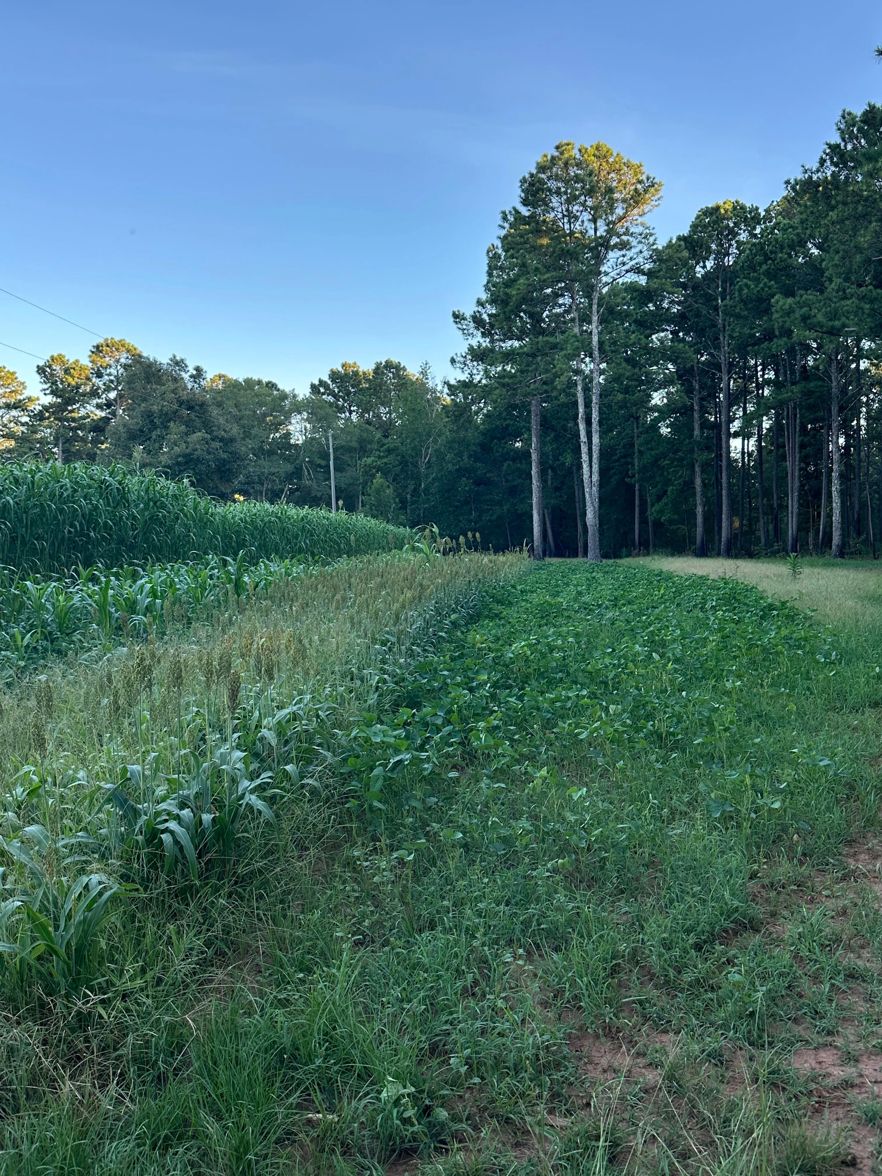 HEAVY DUTY FOOD PLOT SCREEN – Northwoods Whitetails Food Plot Seed