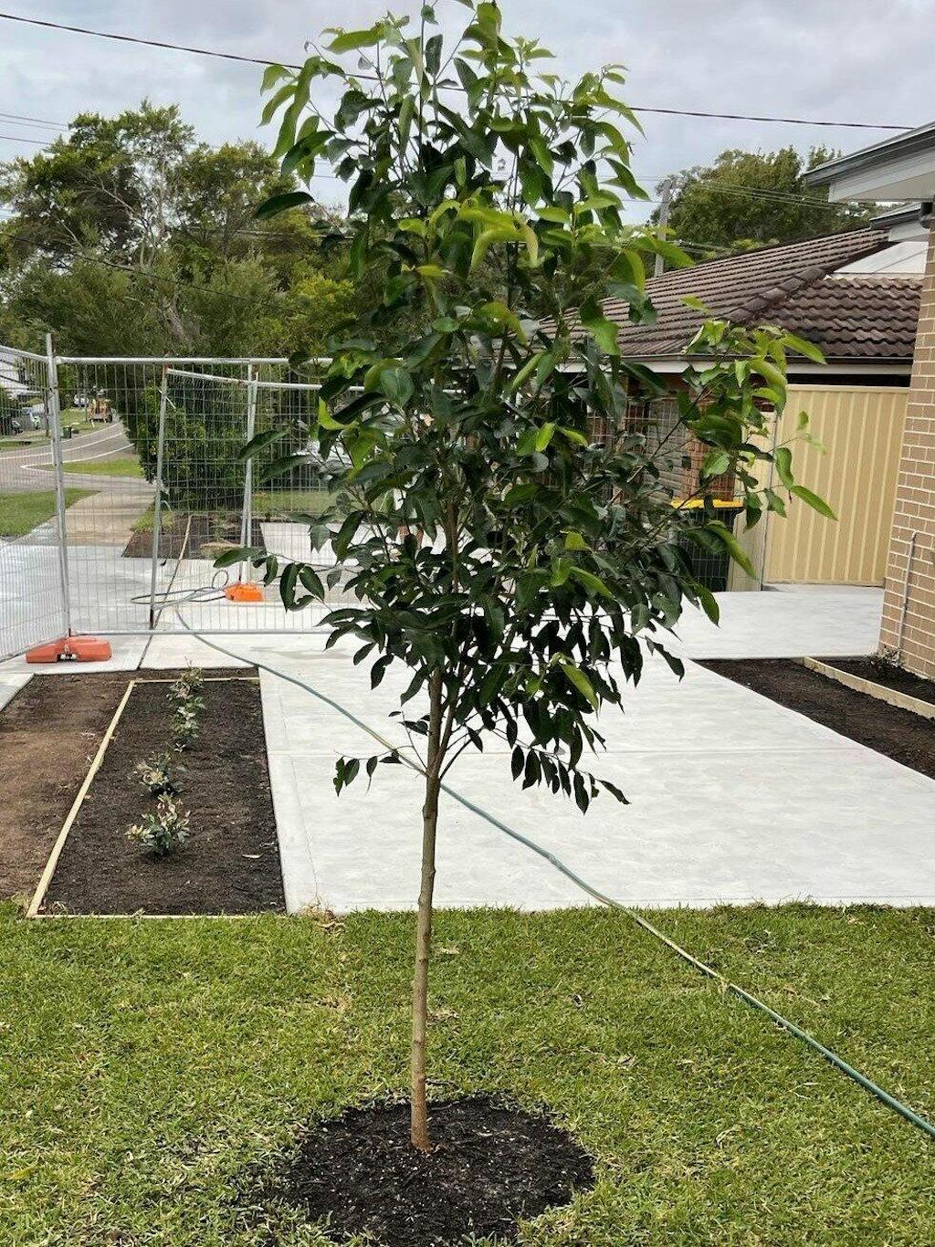 Glochidion Ferdinandi – Hardy Native Tree with Ornamental Fruit ...