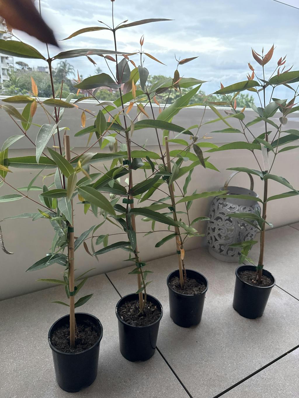 Sydney Red Gum – Striking Native Tree with Mottled Bark | Nursery ...