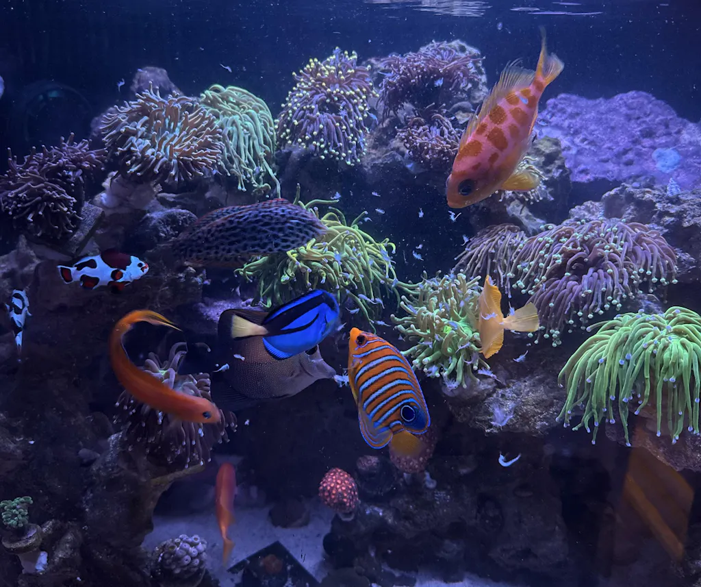 Regal Angel (Maldives yellow belly) 1-2" Juvenile – NYAquatic