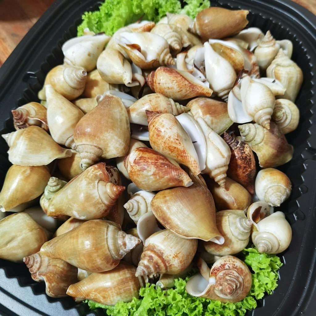 Buy Gong Gong (Cleaned) (L) 1kg Seafood Singapore | Oceanwaves SG