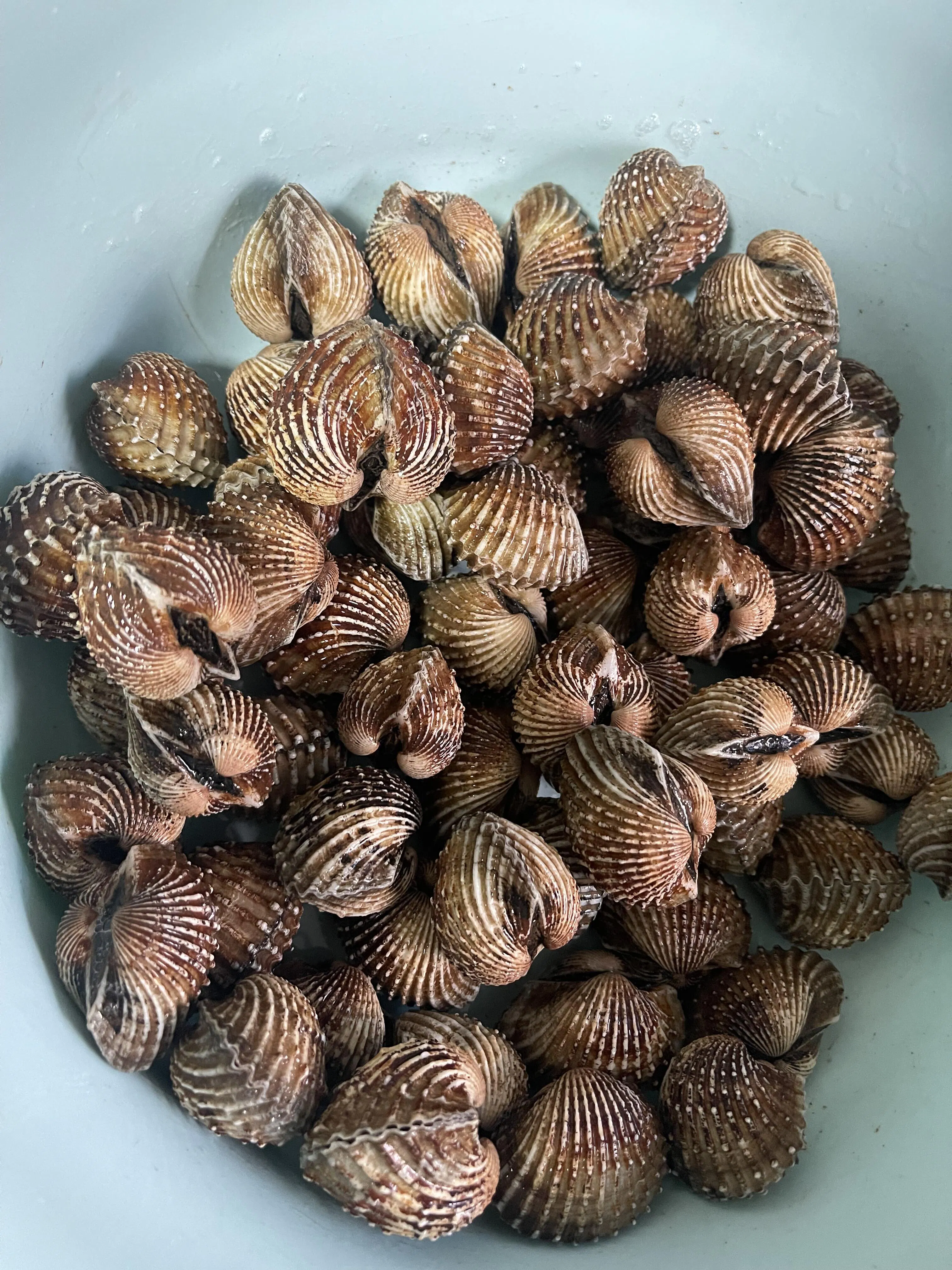 Fresh Cockles Delivery Singapore | Oceanwaves SG