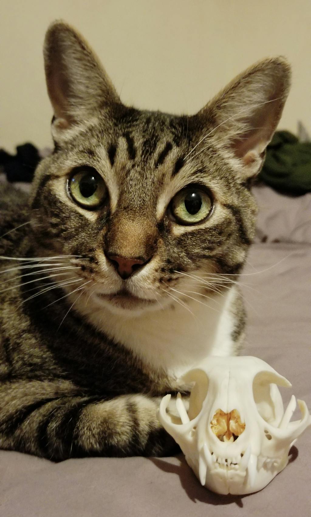 Real Cat Skull, Domestic Cat, Animal Skulls - Oddities For Sale has unique