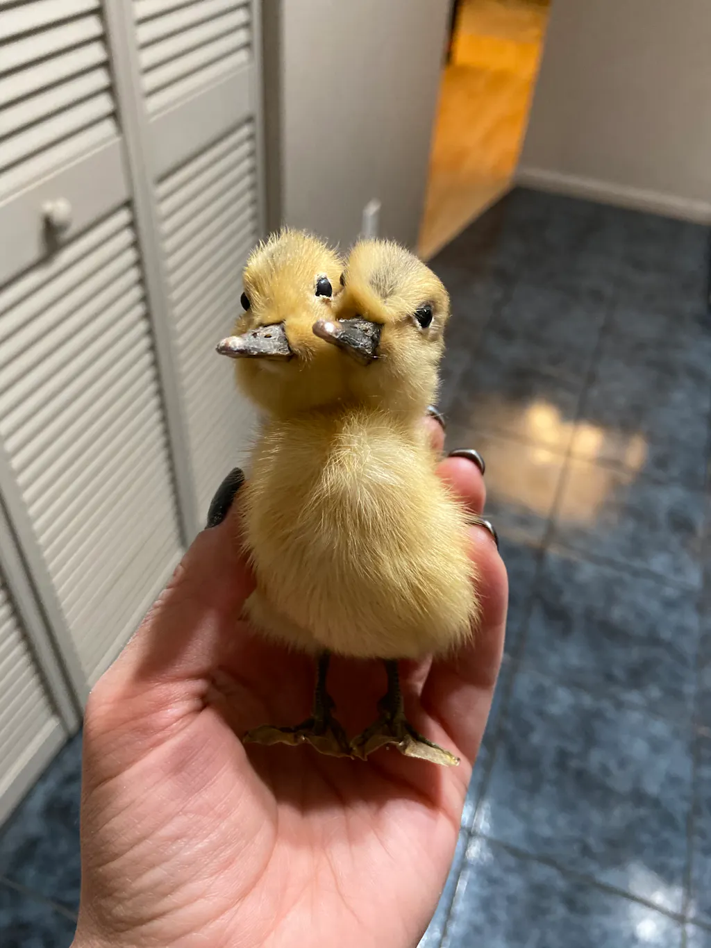 Two Headed Yellow Taxidermy Duckling, Taxidermy Baby Duck, Anas ...