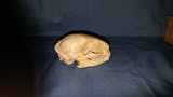 DISCOUNT -Real Cat Skull, Domestic Cat, Animal Skulls - Oddities For ...