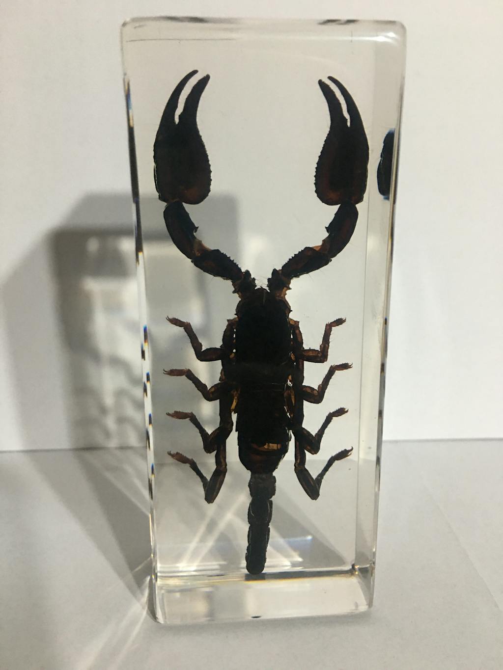 LARGE -Black Scorpion in Resin, Insects in Lucite - Oddities For Sale ...