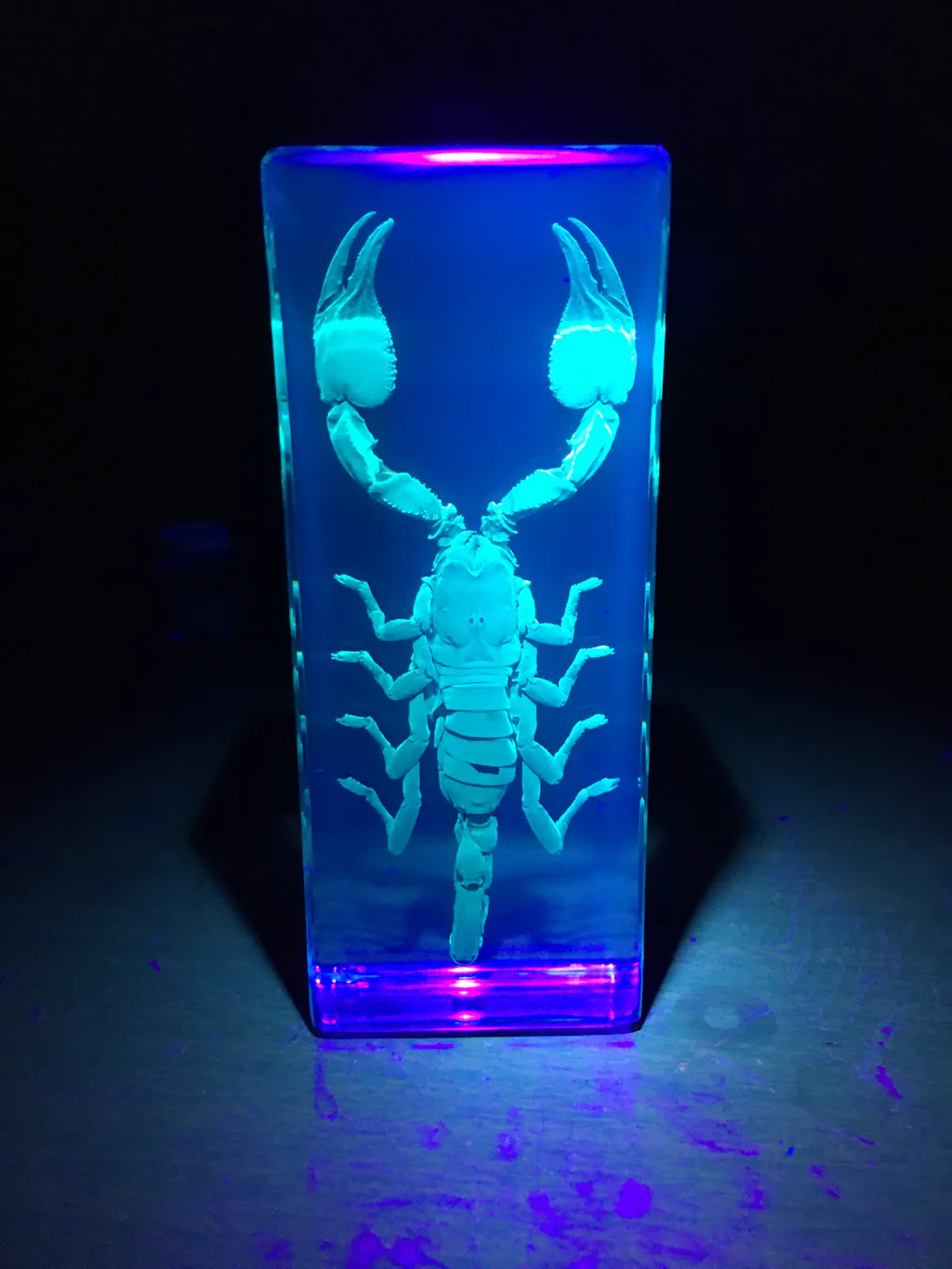 LARGE -Black Scorpion in Resin, Insects in Lucite - Oddities For Sale ...