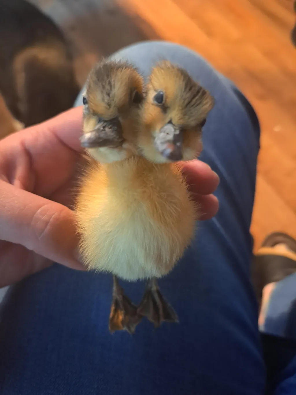 Two Headed Yellow Taxidermy Duckling, Taxidermy Baby Duck, Anas ...