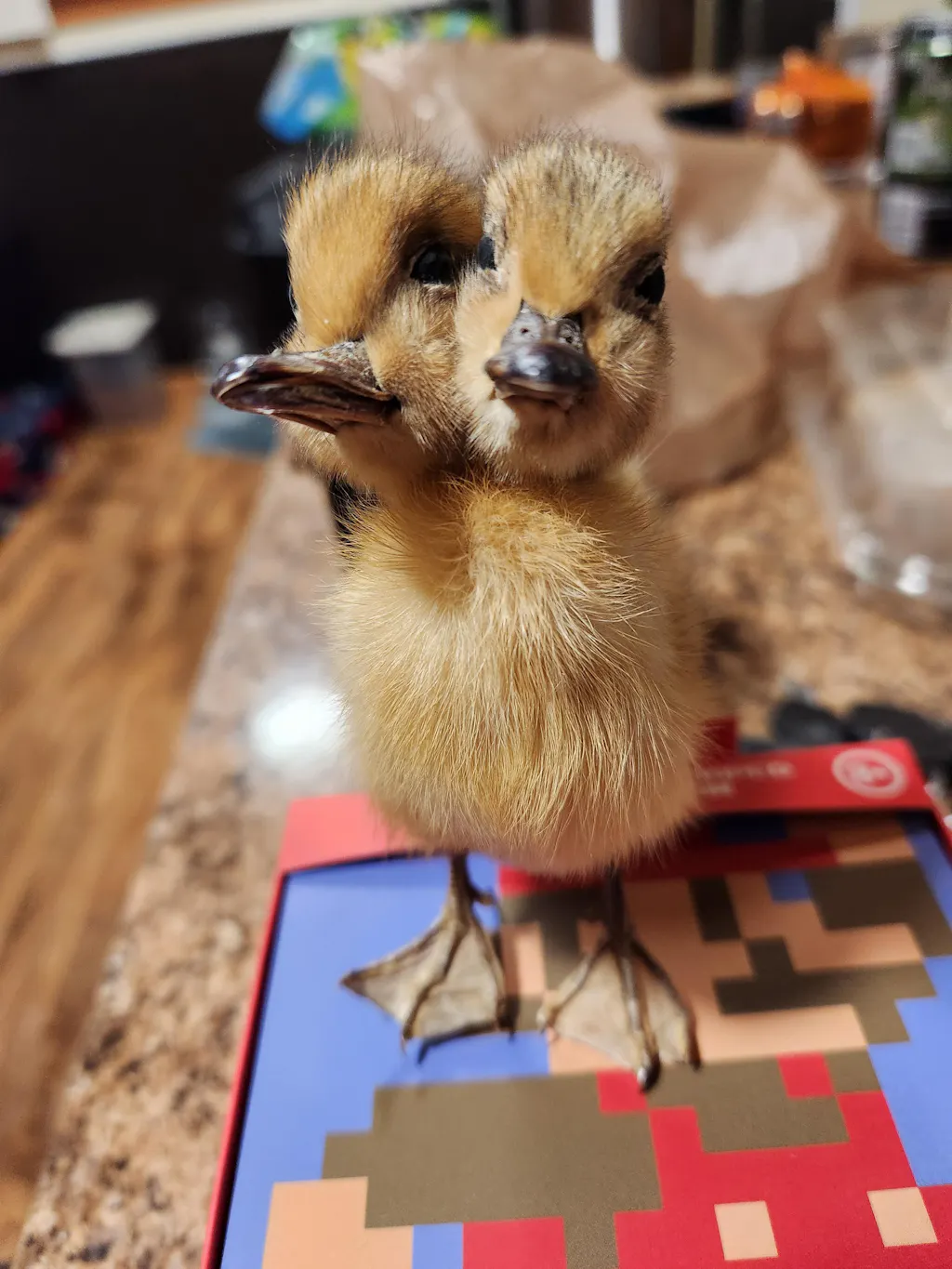 Two Headed Yellow Taxidermy Duckling, Taxidermy Baby Duck, Anas ...