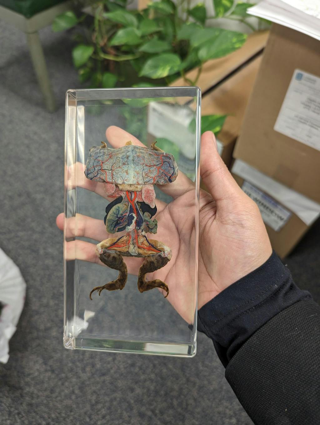 Dissected Toad In Resin, Dissected Frog Specimen, Oddities, Curiosities ...