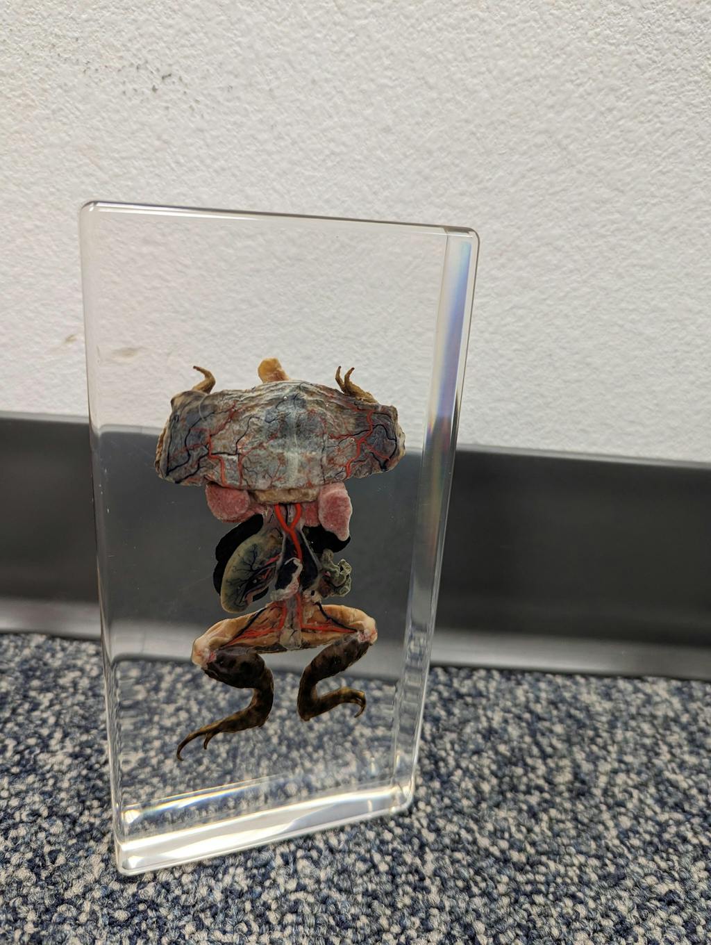 Dissected Toad In Resin, Dissected Frog Specimen, Oddities, Curiosities ...