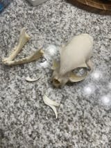 Real Cat Skull, Domestic Cat, Animal Skulls - Oddities For Sale has unique