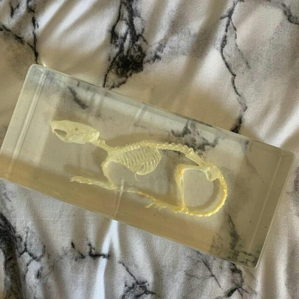 Rat Skeleton in Resin, Real Rat Skull, Oddities, Curiosities - Oddities ...