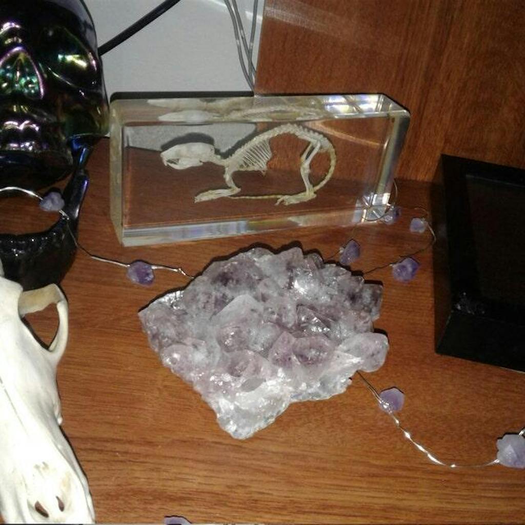 Rat Skeleton in Resin, Real Rat Skull, Oddities, Curiosities - Oddities ...