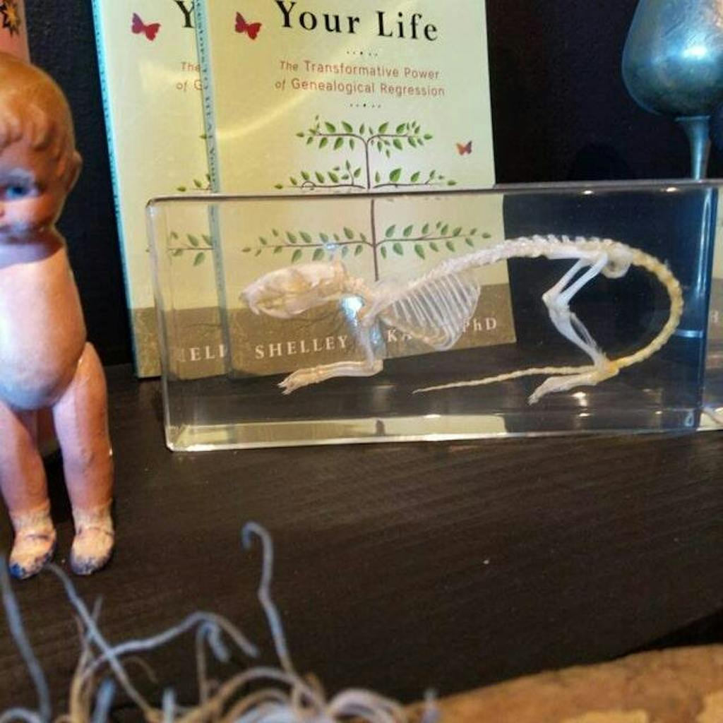 Rat Skeleton in Resin, Real Rat Skull, Oddities, Curiosities - Oddities ...