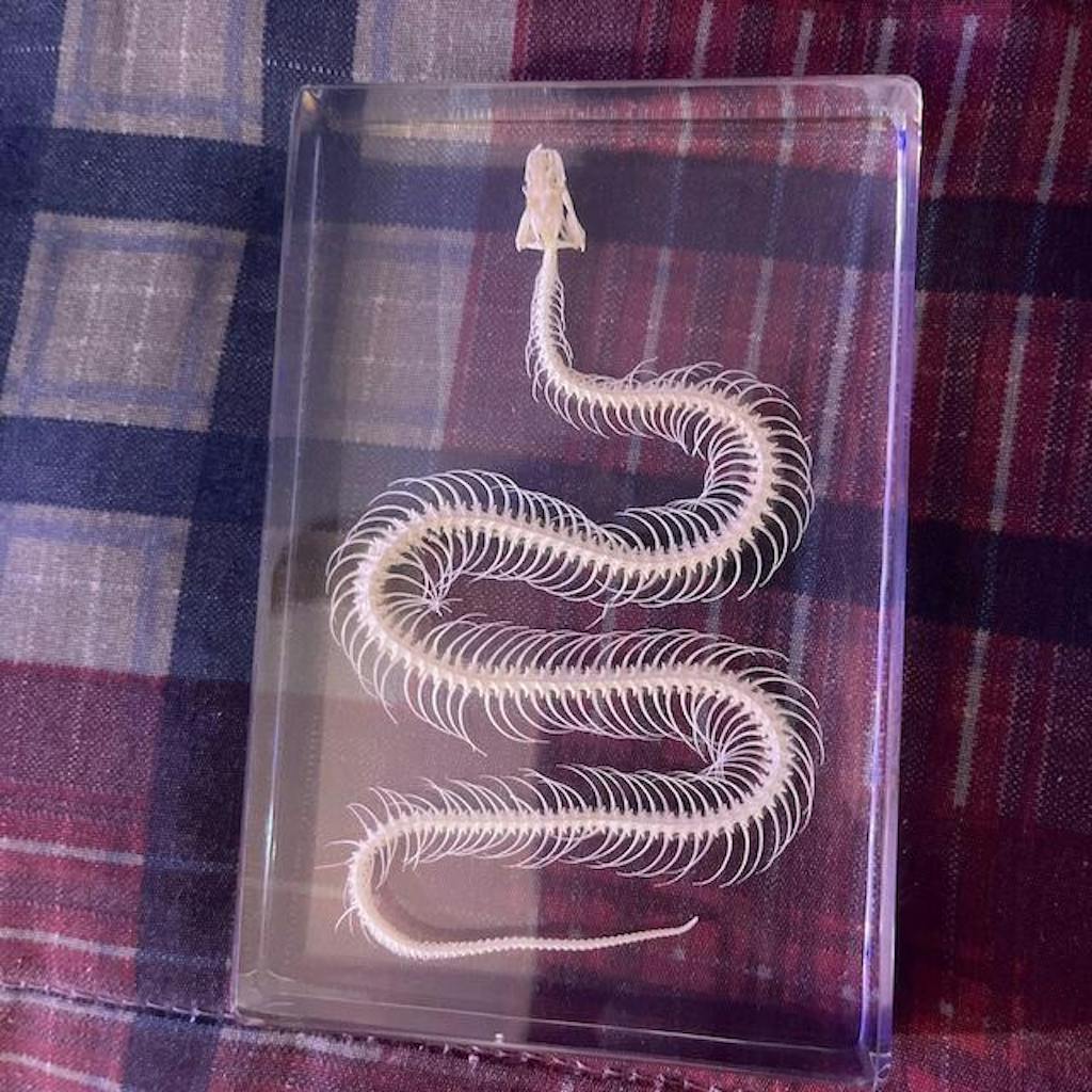 Large Snake Skeleton In Resin, Animal Skeletons, Oddities, Curiosities ...