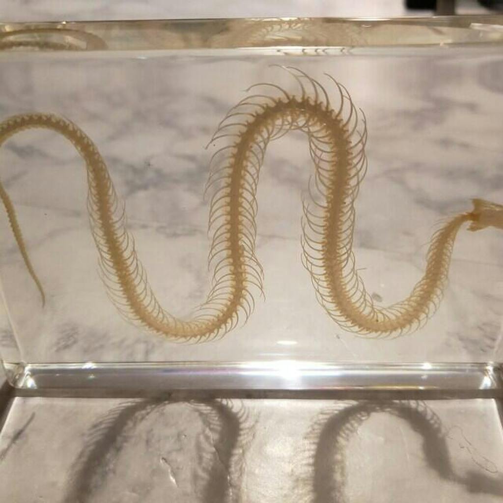 Large Snake Skeleton In Resin, Animal Skeletons, Oddities, Curiosities ...