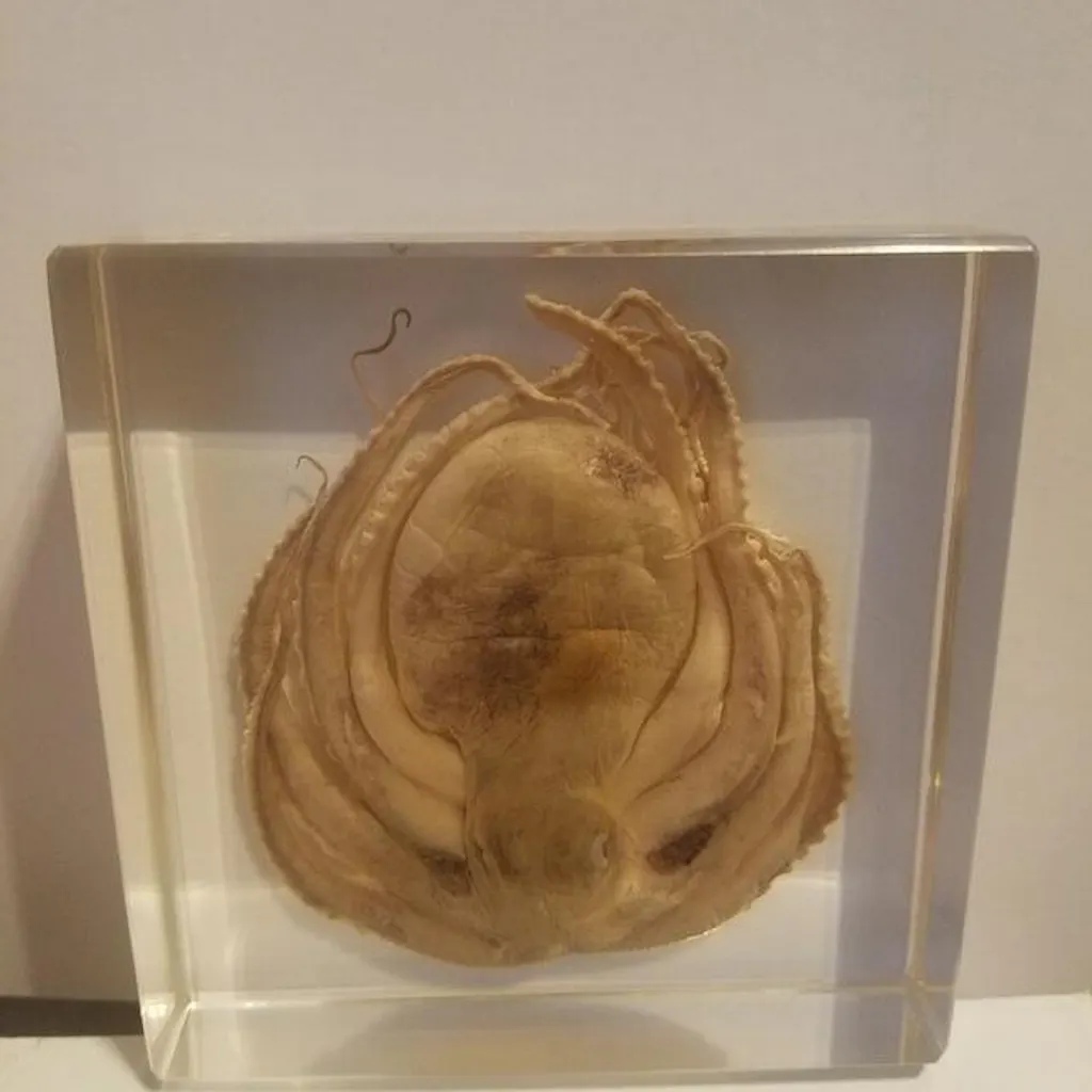 Large Octopus in Resin, Real Octopus in Lucite, Oddities, Curiosities ...